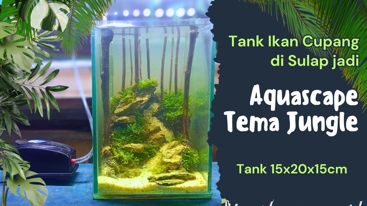 Membuat Aquascape Mini Tema Jungle | Tank 15x20x15cm - YouTube
