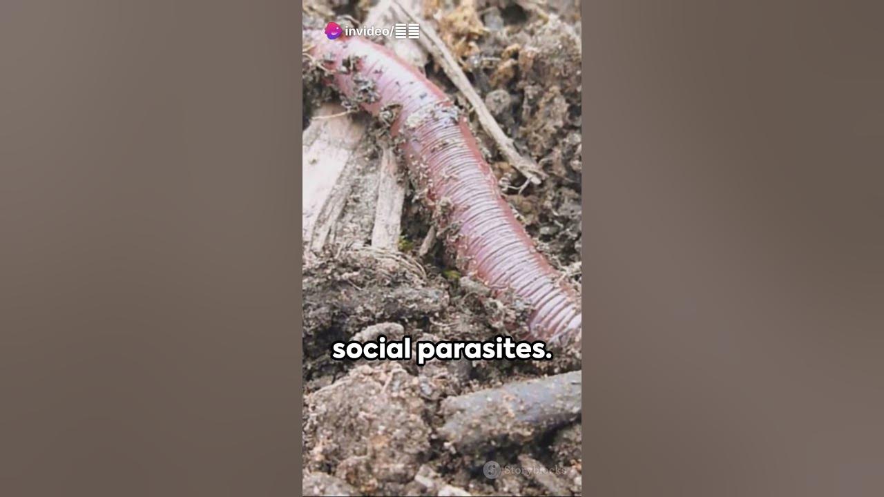 Sneaky creatures ; parasites!! - YouTube