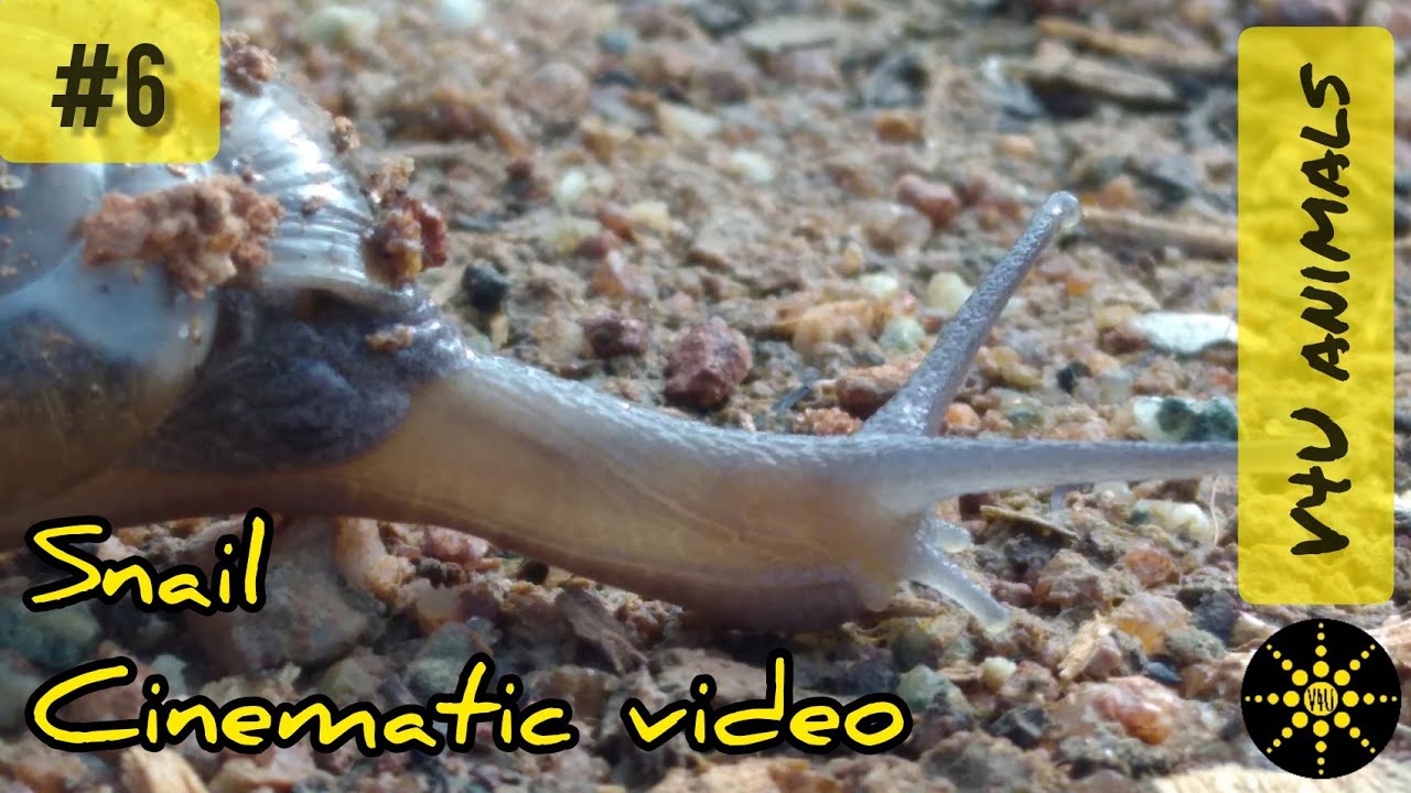cinematic video of snail | Slowest animal in world #V4uanimals #animals ...