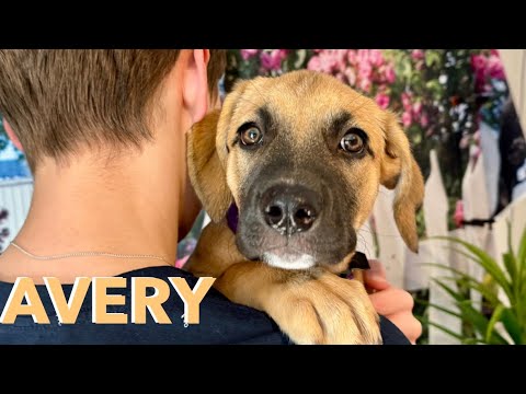 Adorable Avery the playful darling 😍 - YouTube