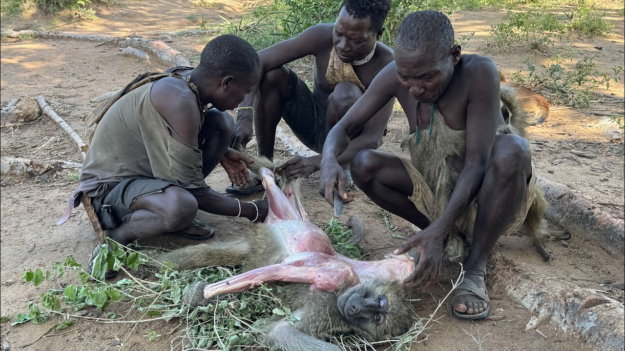 UNDERSTAND BABOONS,ANTELOPES HUNTING TRADITION OF HADZABE TRIBE ...