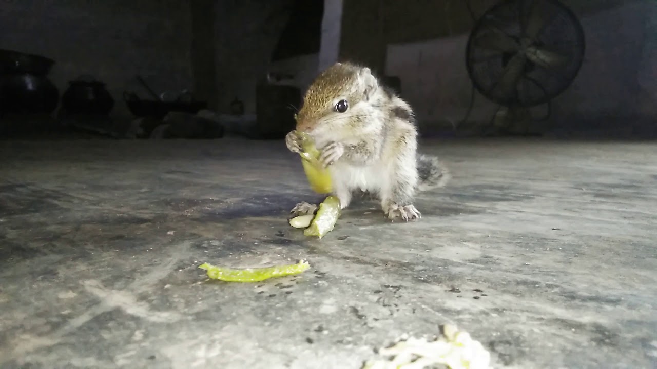 Gunduchi musa kheiba - YouTube