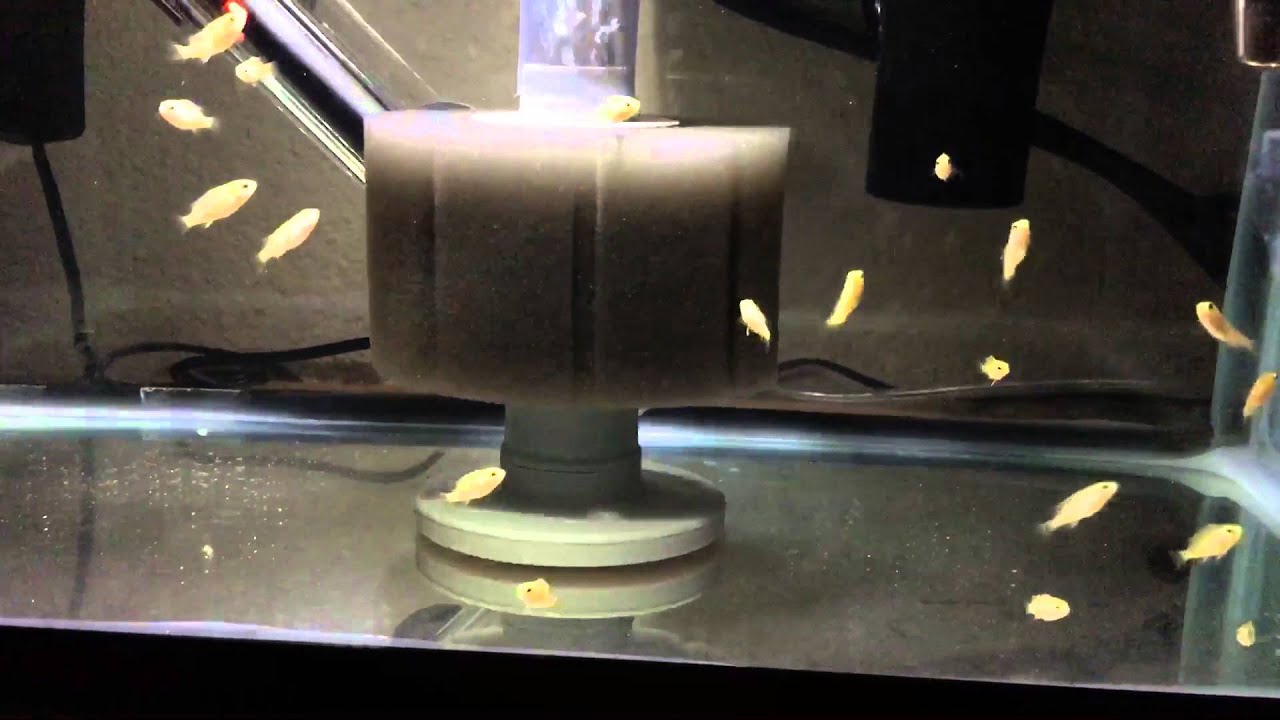 Electric Yellow Lab Cichlid fry 1 week update! - YouTube