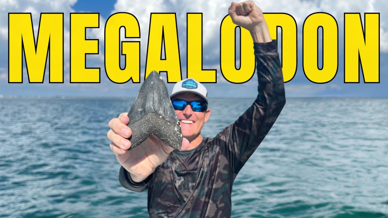 Massive FOSSIL SHARK TOOTH Found Scuba Diving in Florida - YouTube