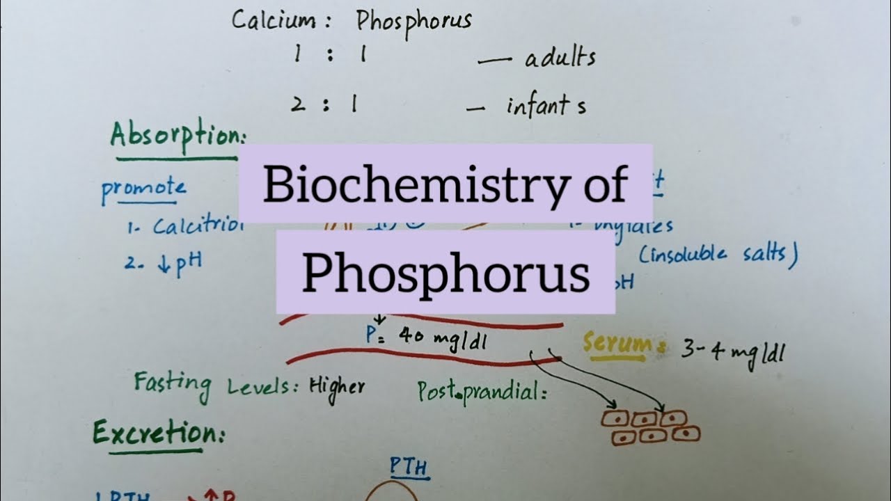 Phosphorus - Sources Functions Absorption Excretion | Biochemistry of ...
