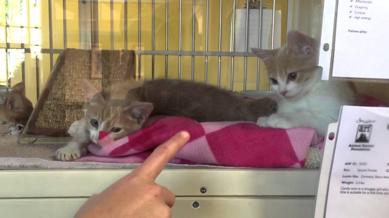 ARF kittens - YouTube