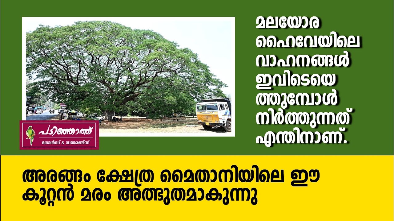 Alakode | Shade tree | മലയോര ഹൈവേയിലെ വാഹനങ്ങൾ ഇവിടെയെത്തുമ്പോൾ നി ...