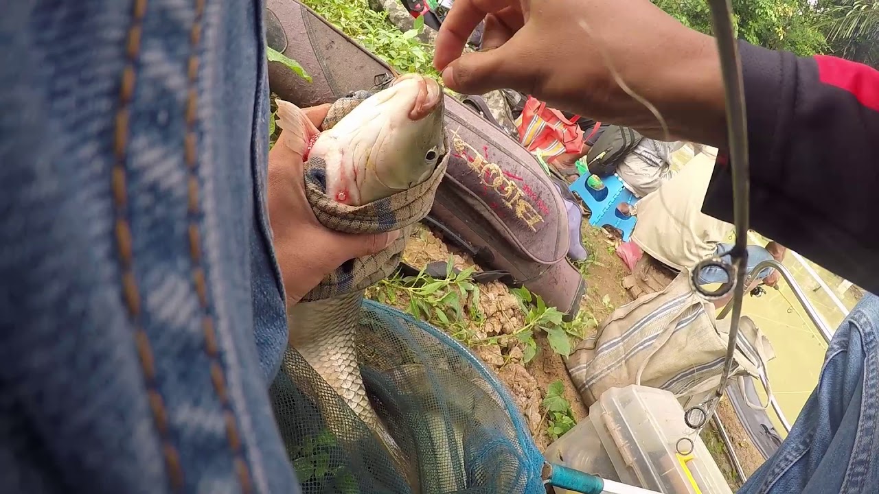 Lomba Mancing Ikan Mas dapat babon - YouTube