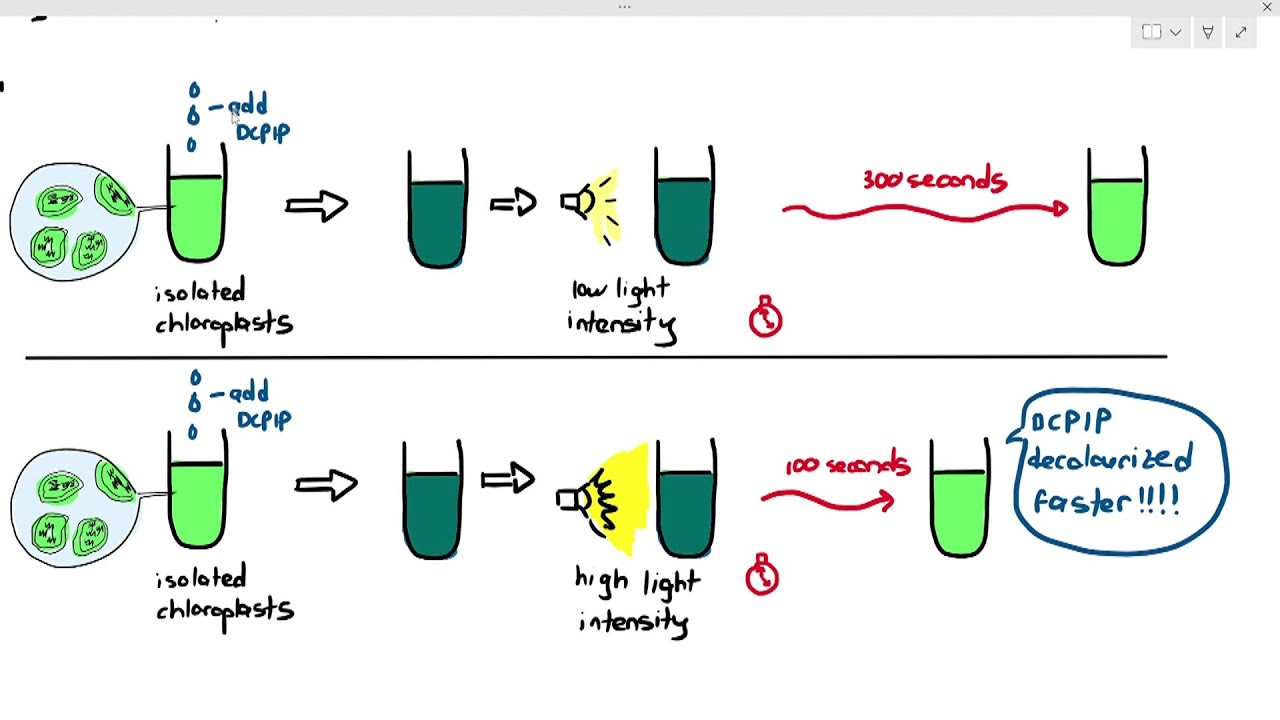 13-9 Using Redox Indicators to Measure Photosynthesis Rate (Cambridge ...
