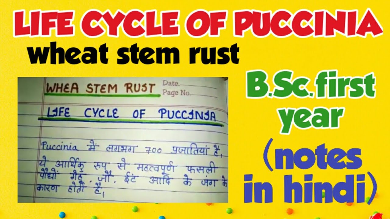 life cycle of puccinia.(wheat stem rust)notes in hindi . - YouTube