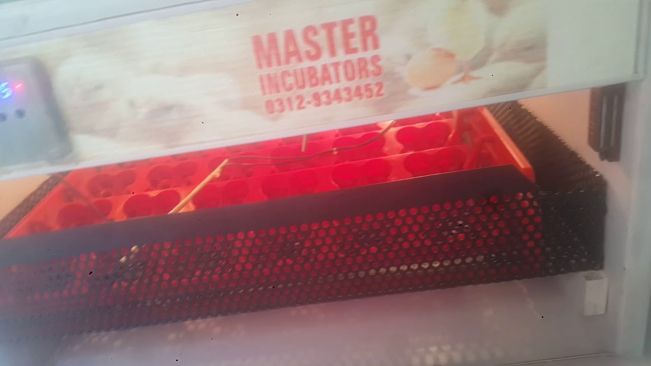 new model 50 eggs incubator - YouTube