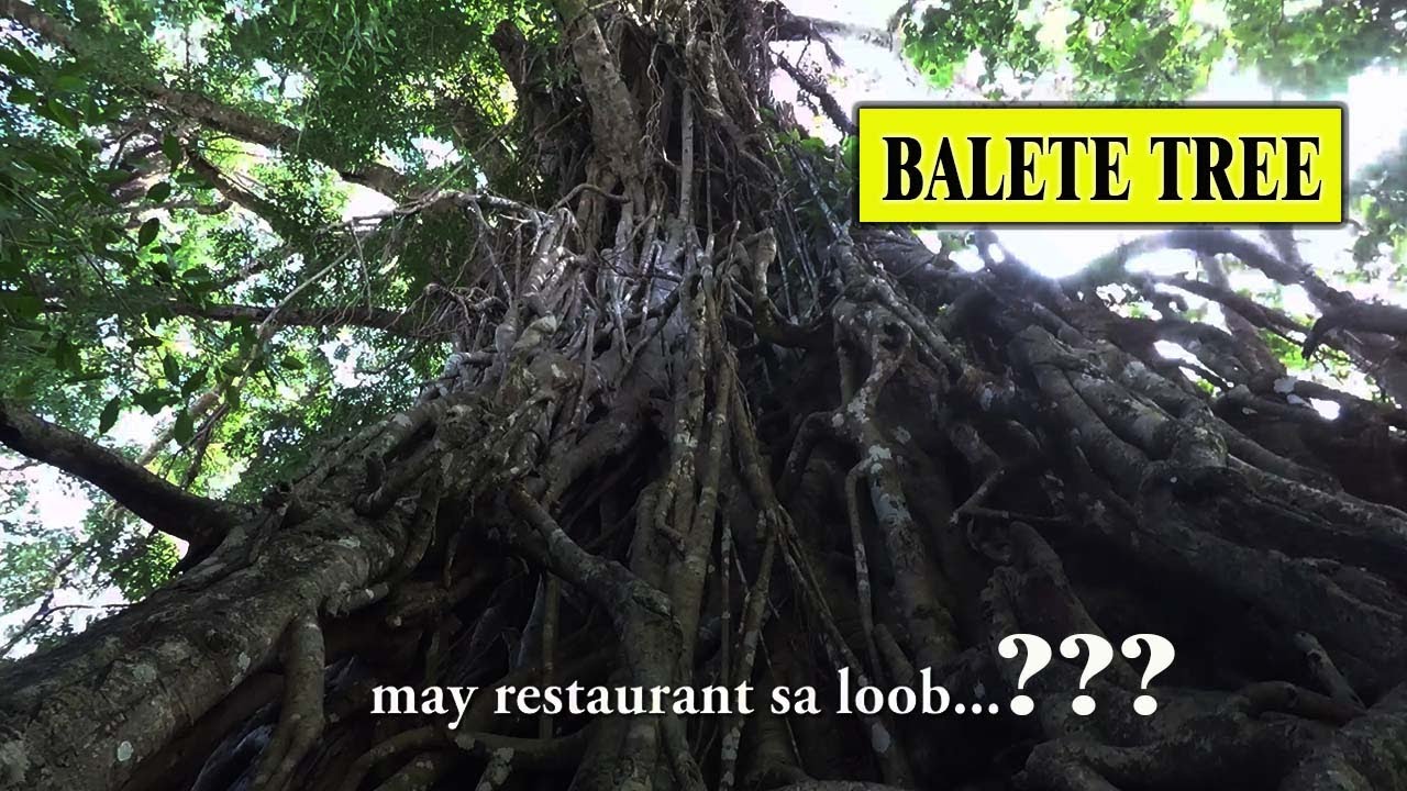 BALETE TREE may RESTAURANT sa loob ??? - YouTube
