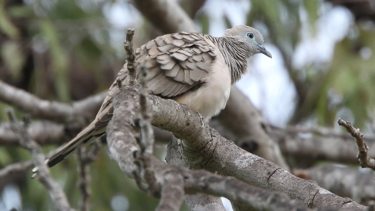 Peaceful Dove cooing on Magnetic Island - YouTube