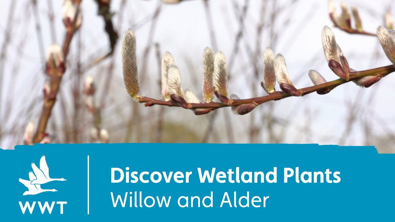 Willow and Alder | Discover Wetland Plants | WWT - YouTube