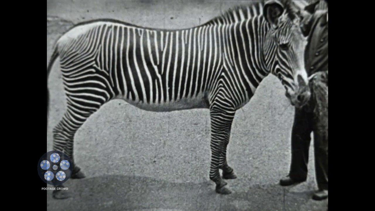 Zebra Attack 1923 - YouTube