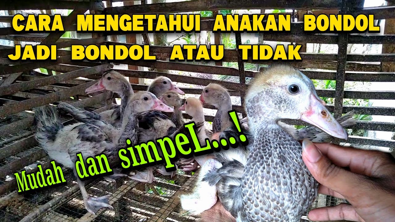 Cara Mudah Menentukan Anakan Entok Hias jenis Bondol Jadi Bondol Atau ...