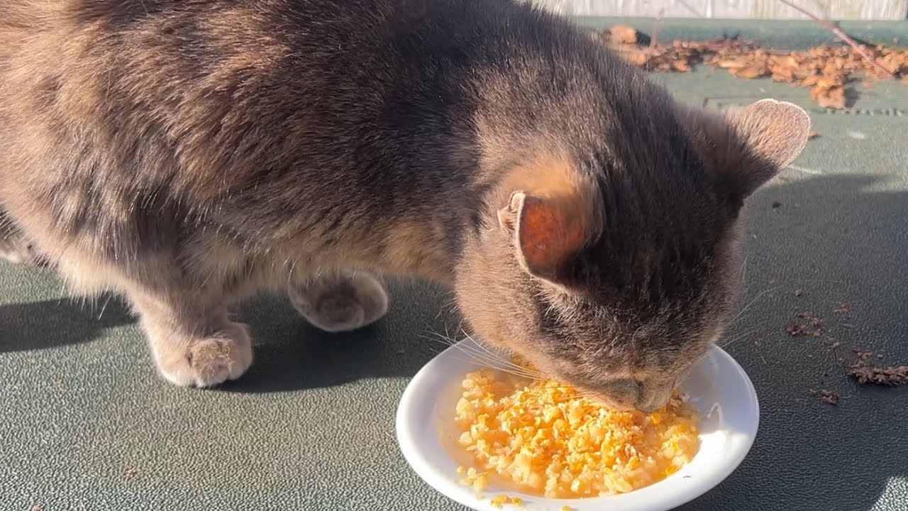 Cali our outdoor cat sampling garlic and cracked corn! What a strange ...