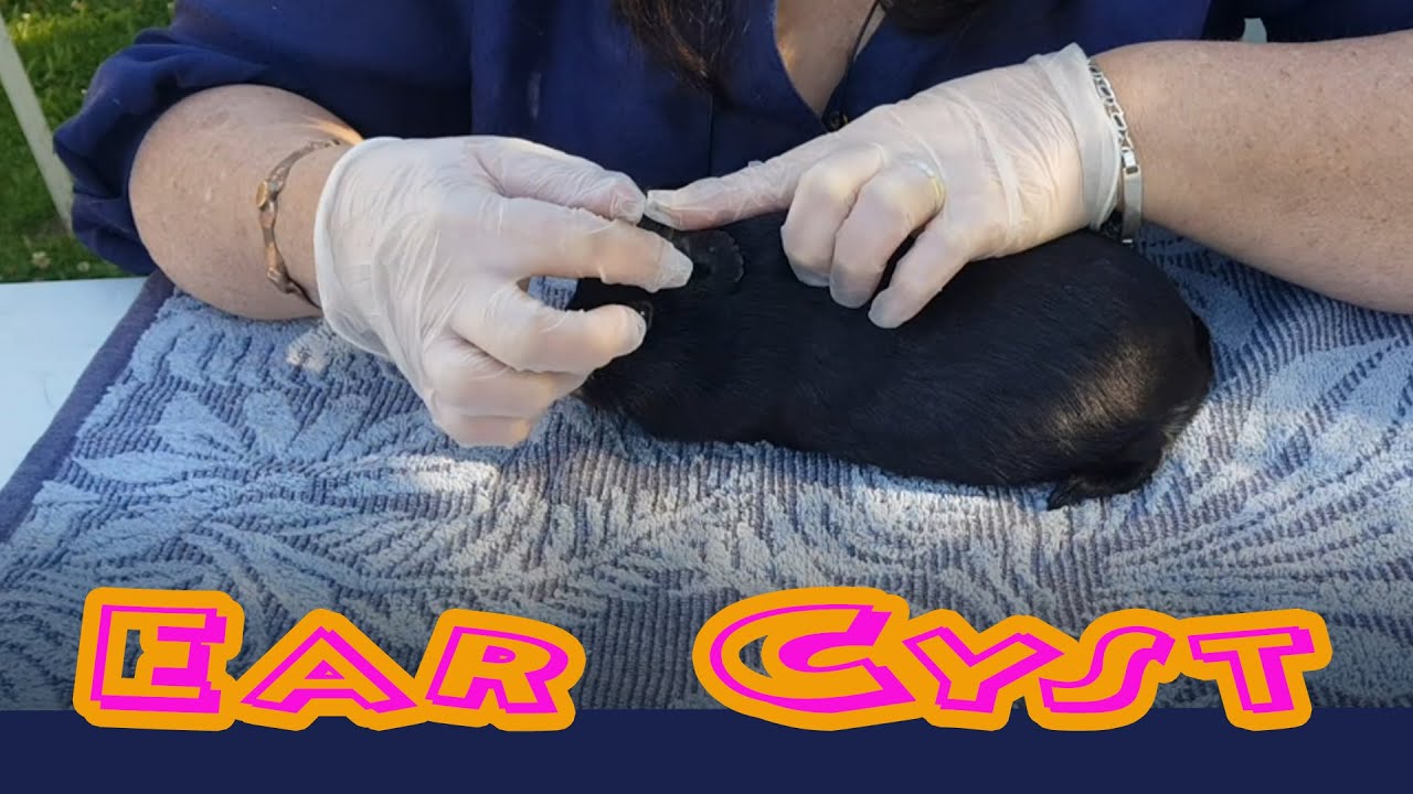 Guinea pig ear cyst with Cavy Central Guinea pig rescue - cute Zootie ...