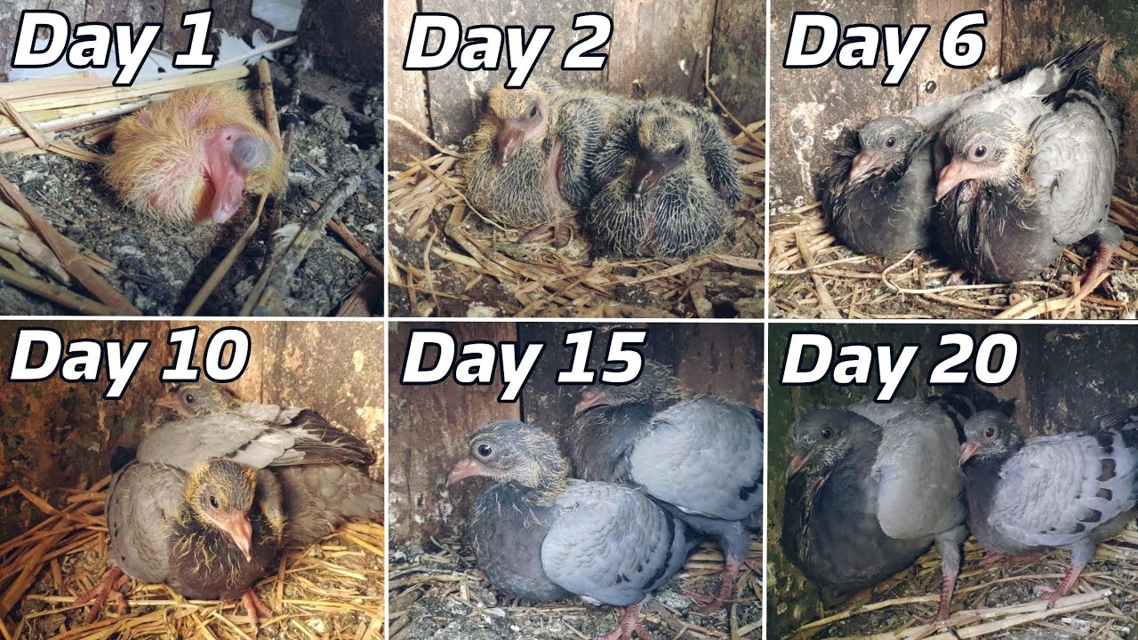 Day to Day Pigeons Growth Progress | Madrasi Breed Day 1 to Day 20 ...