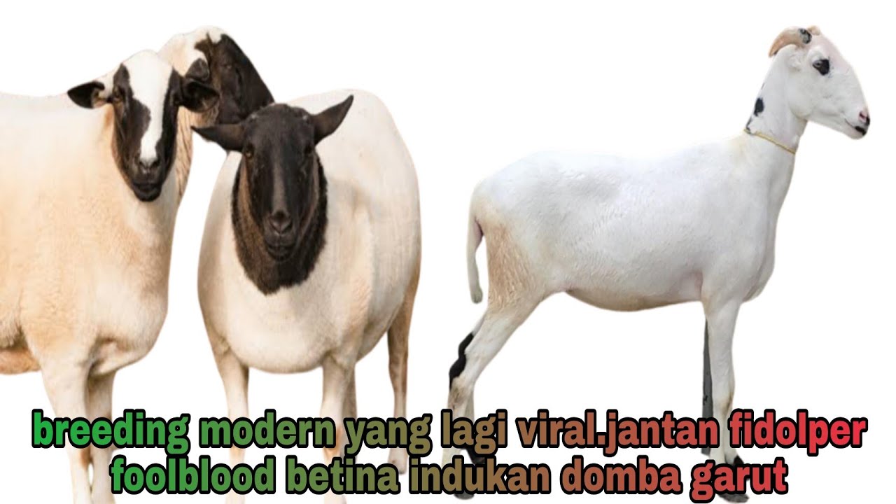 breeding modern domba dorper foolblood dari Australia dan bibitan ...