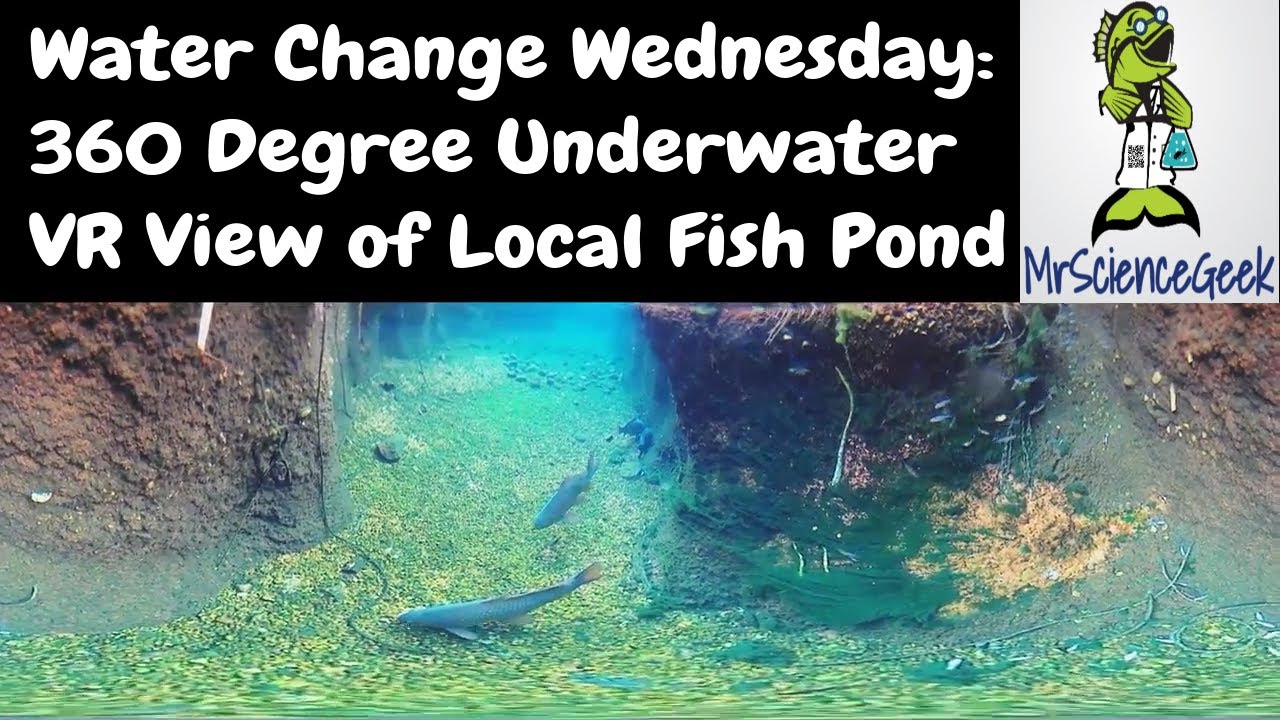 Water Change Wednesday: 360 Degree VR Underwater View of Local Native ...