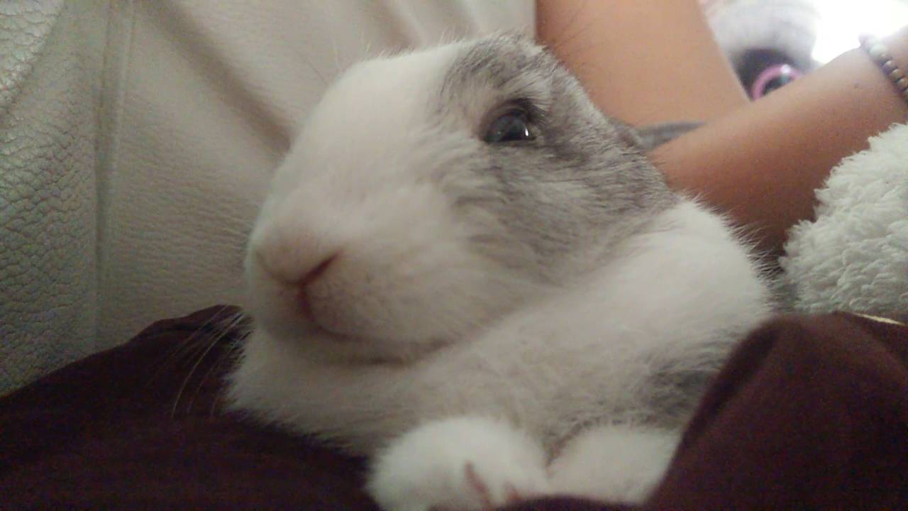 My rabbit 4 - YouTube