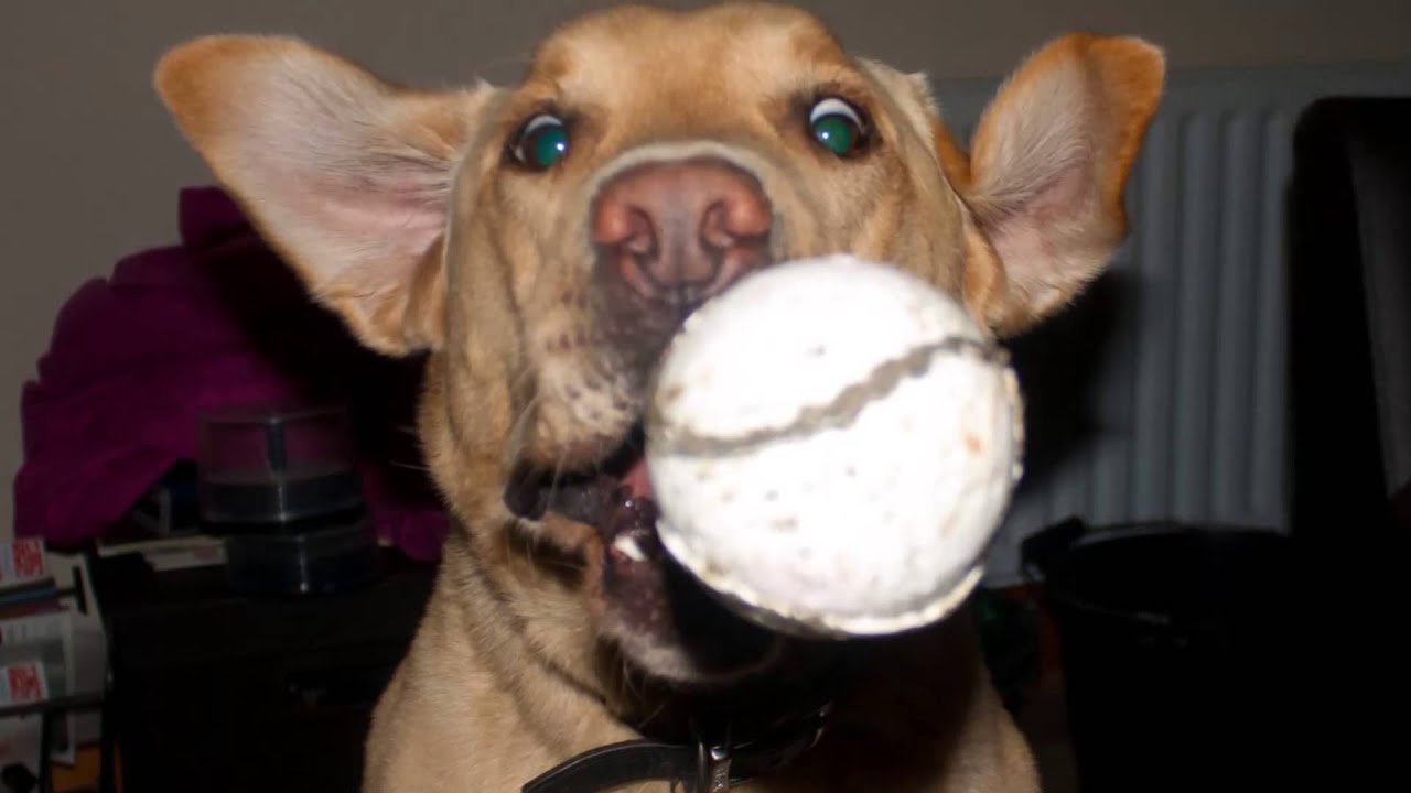 Max the golden lab, a tribute to my best friend - YouTube