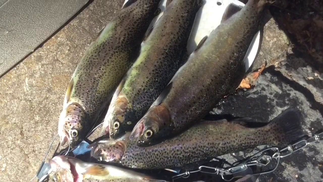 Trout Fishing Rainbow Pools - YouTube