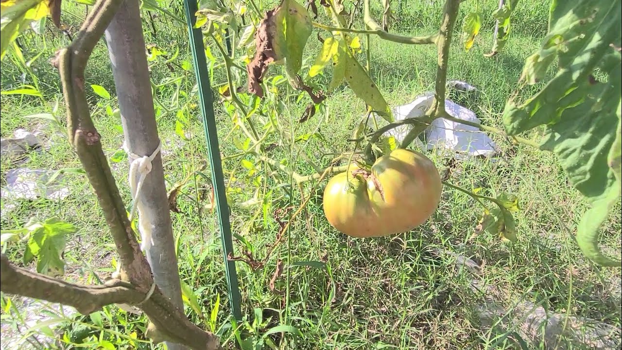 Triple-L Crop Tomatoes (Heavier than 1 pound?!) - YouTube
