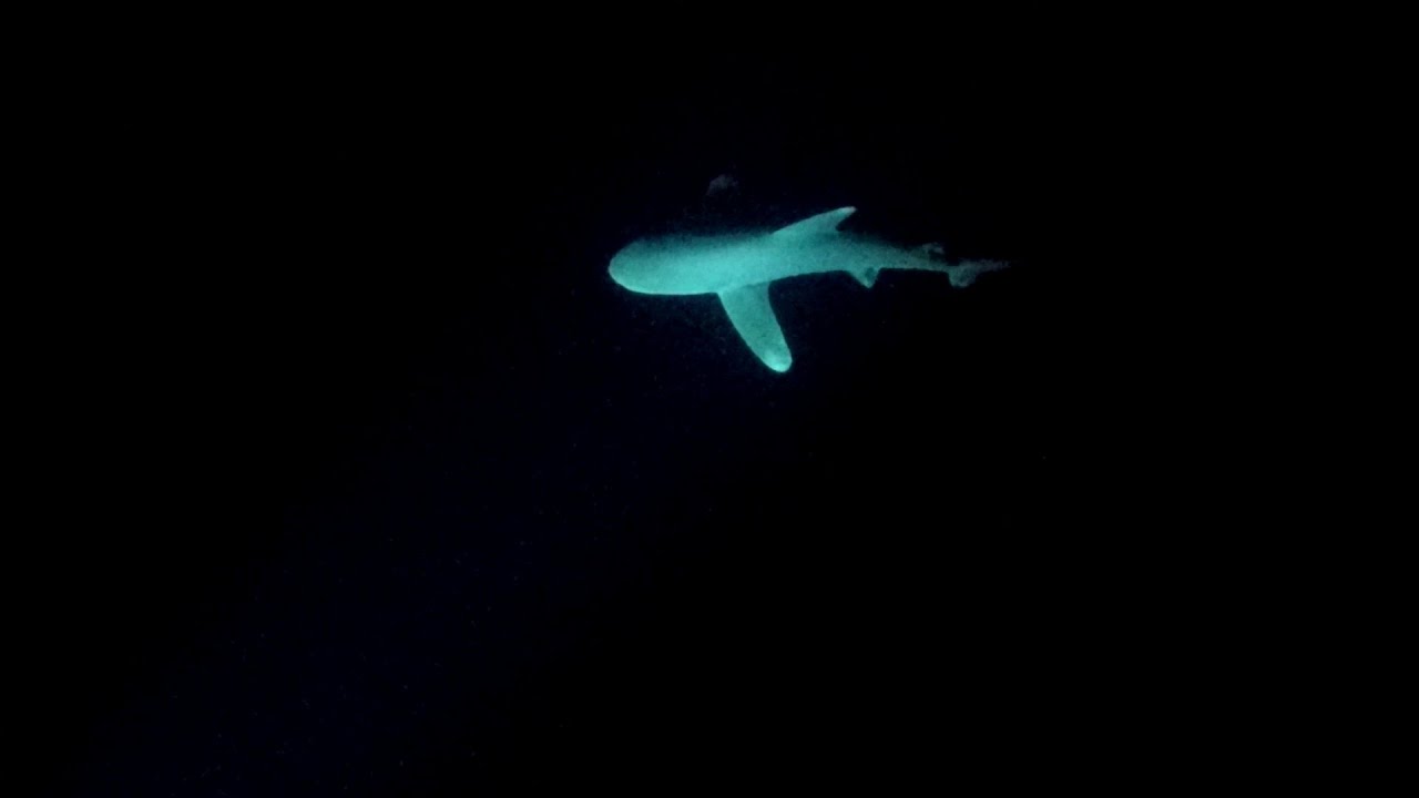 Pelagic Magic Meets Oceanic Whitetip Shark - YouTube