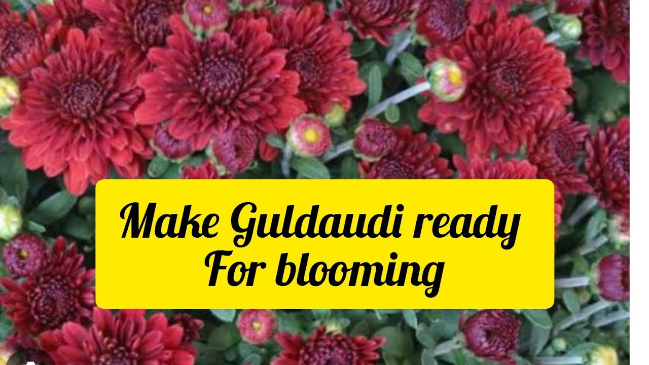 Make Guldaudi ready for blooming||Some tips for Guldaudi plant ☘️ - YouTube
