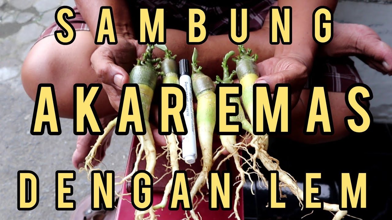 CARA SAMBUNG AKAR EMAS DENGAN LEM . PROSES 7 BULAN - YouTube