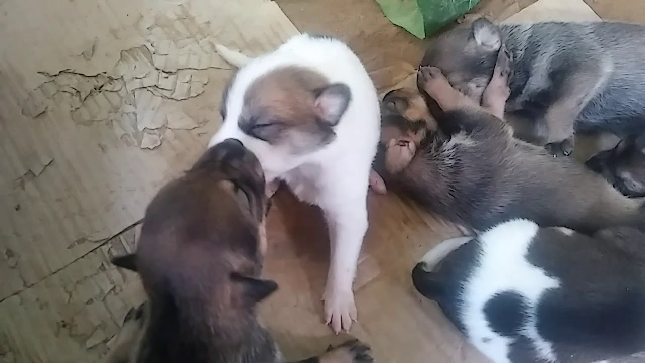 Dog borneo,Animals on Eart - YouTube