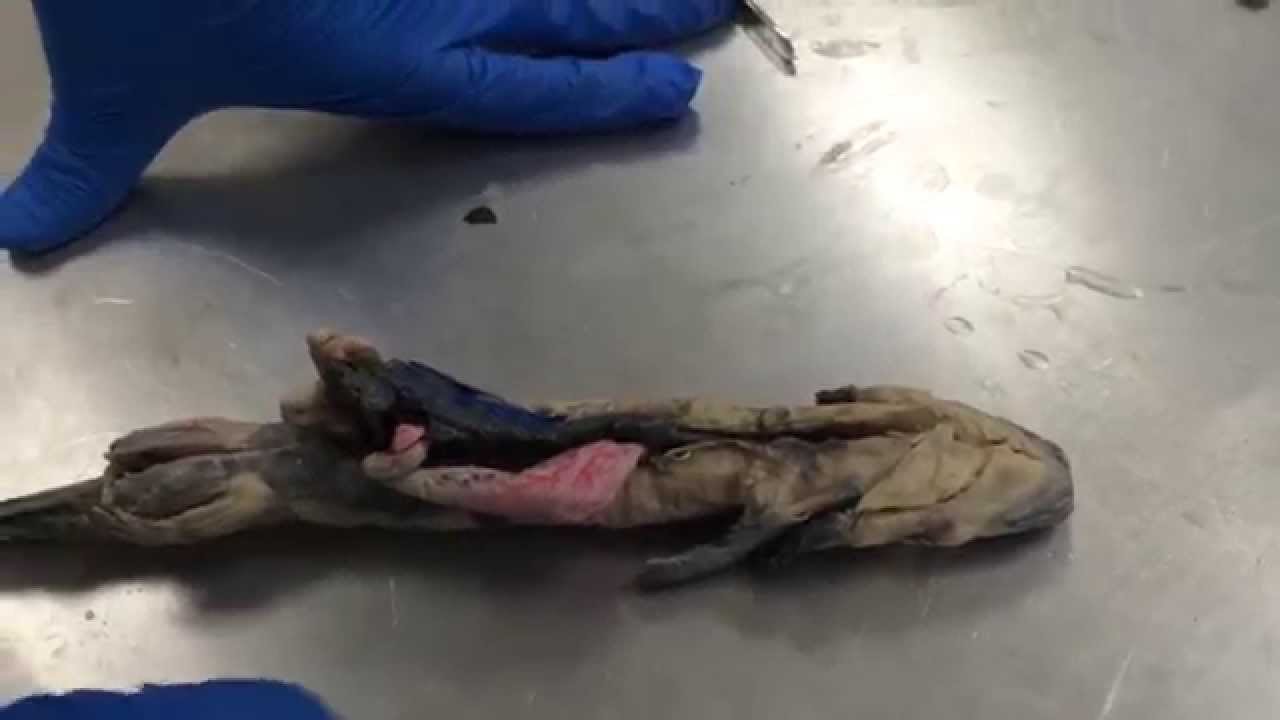 Necturus Respiratory System - YouTube