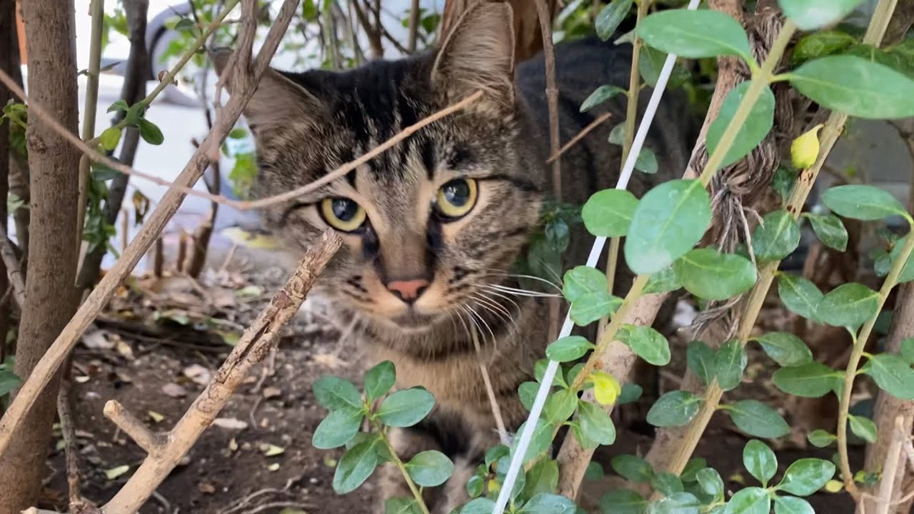How to approach a scared cat without running away - YouTube