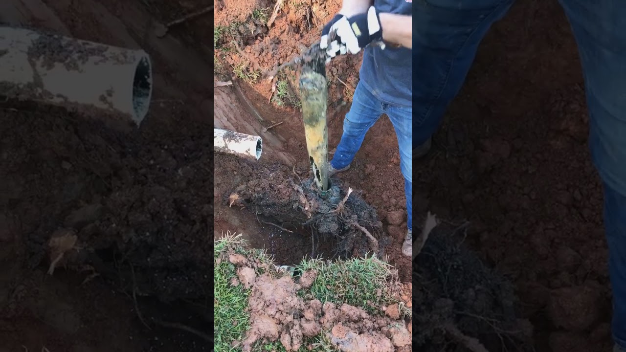 Sewer Slug - YouTube