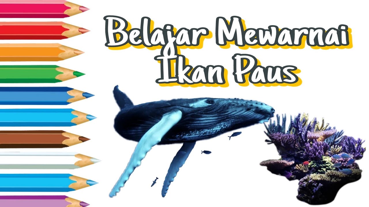BELAJAR MEWARNAI IKAN PAUS, Whale Coloring - YouTube