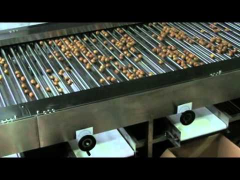 Roller Sizer Grading Machine - YouTube