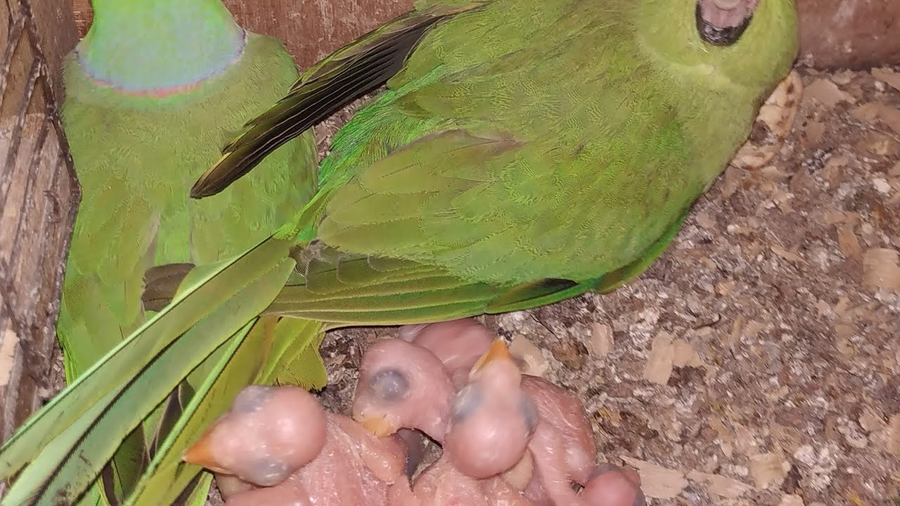 টিয়া পাখির ব্রিডিং বক্স কি ভাবে দিতে হয়/tiya pakhi/ringneck parrot ...
