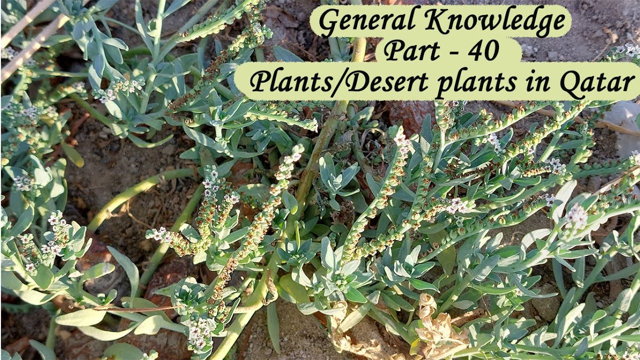 General knowledge part 40 | Plants/Desert plants in Qatar - YouTube
