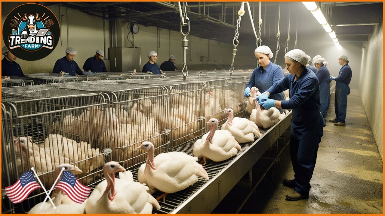 From Eggs to Feast: How Farmers Cook Millions of Chickens for ...