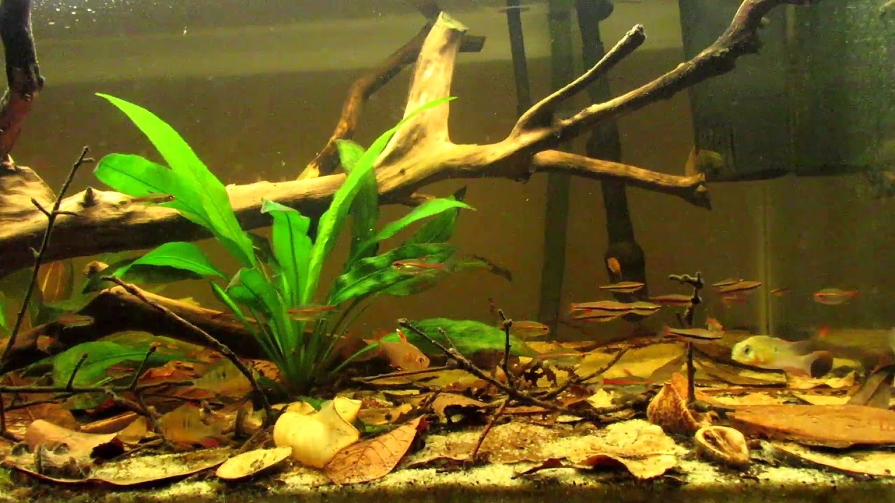 Black water Amazon biotope - YouTube