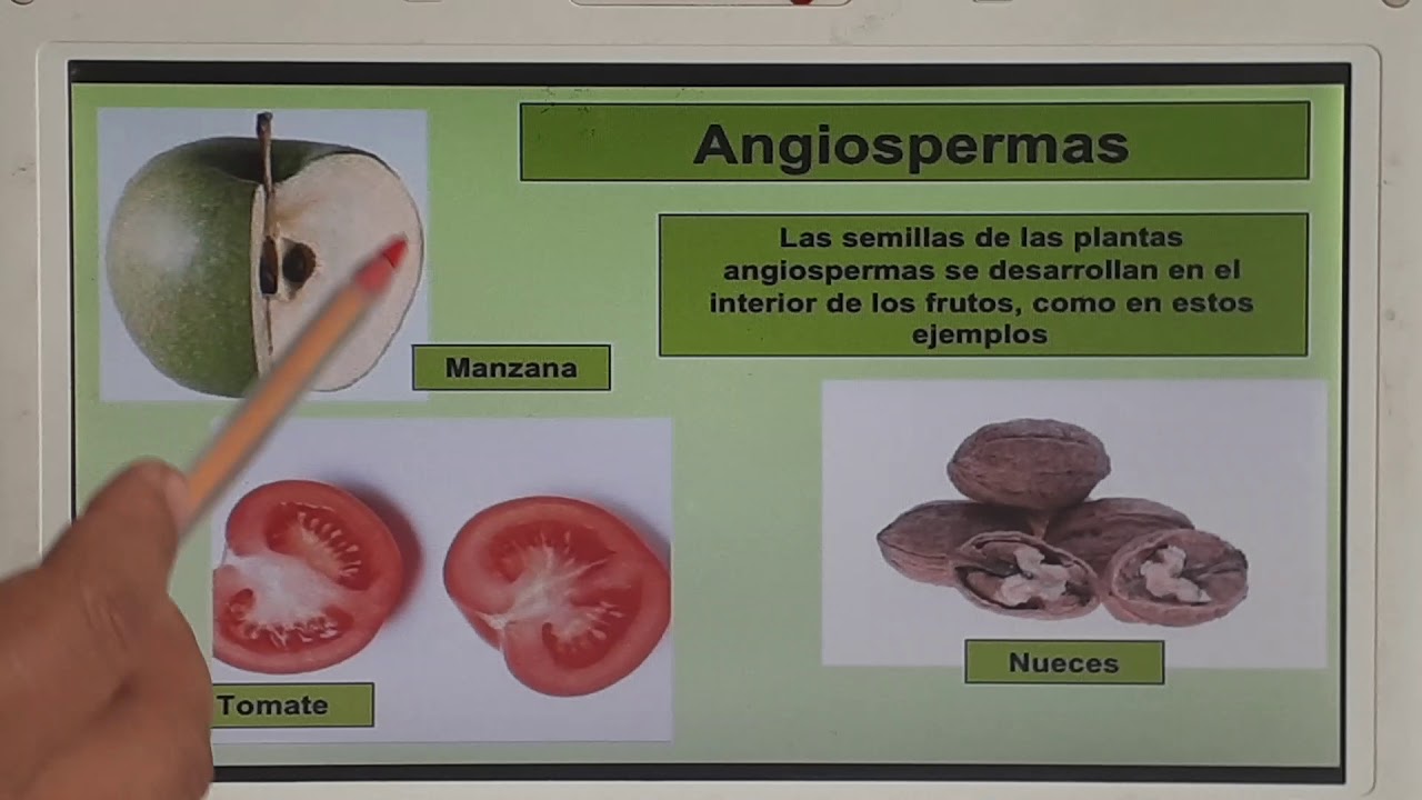 Tipos De Angiospermas