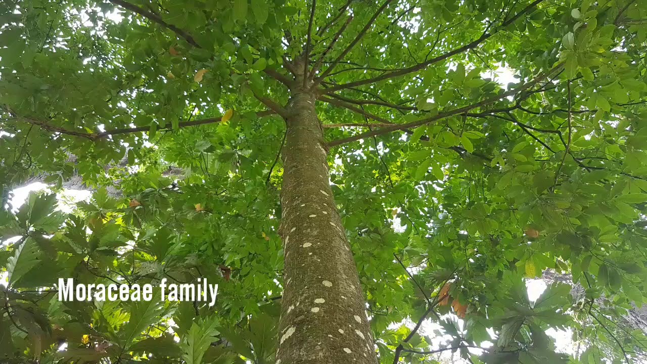 Antiarus toxicaria alias Ipuh or Bark Cloth Tree - YouTube