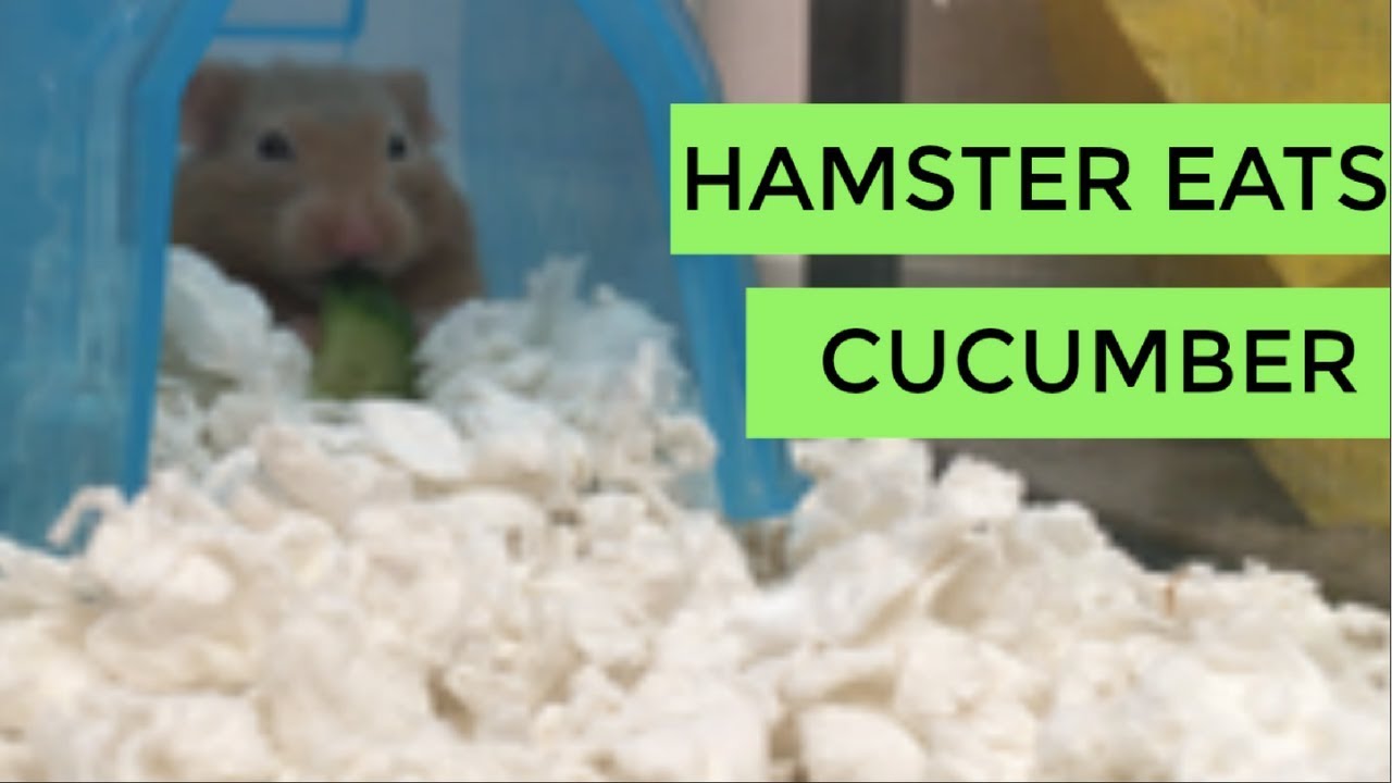 Cute Hamster Eating Cucumber - YouTube