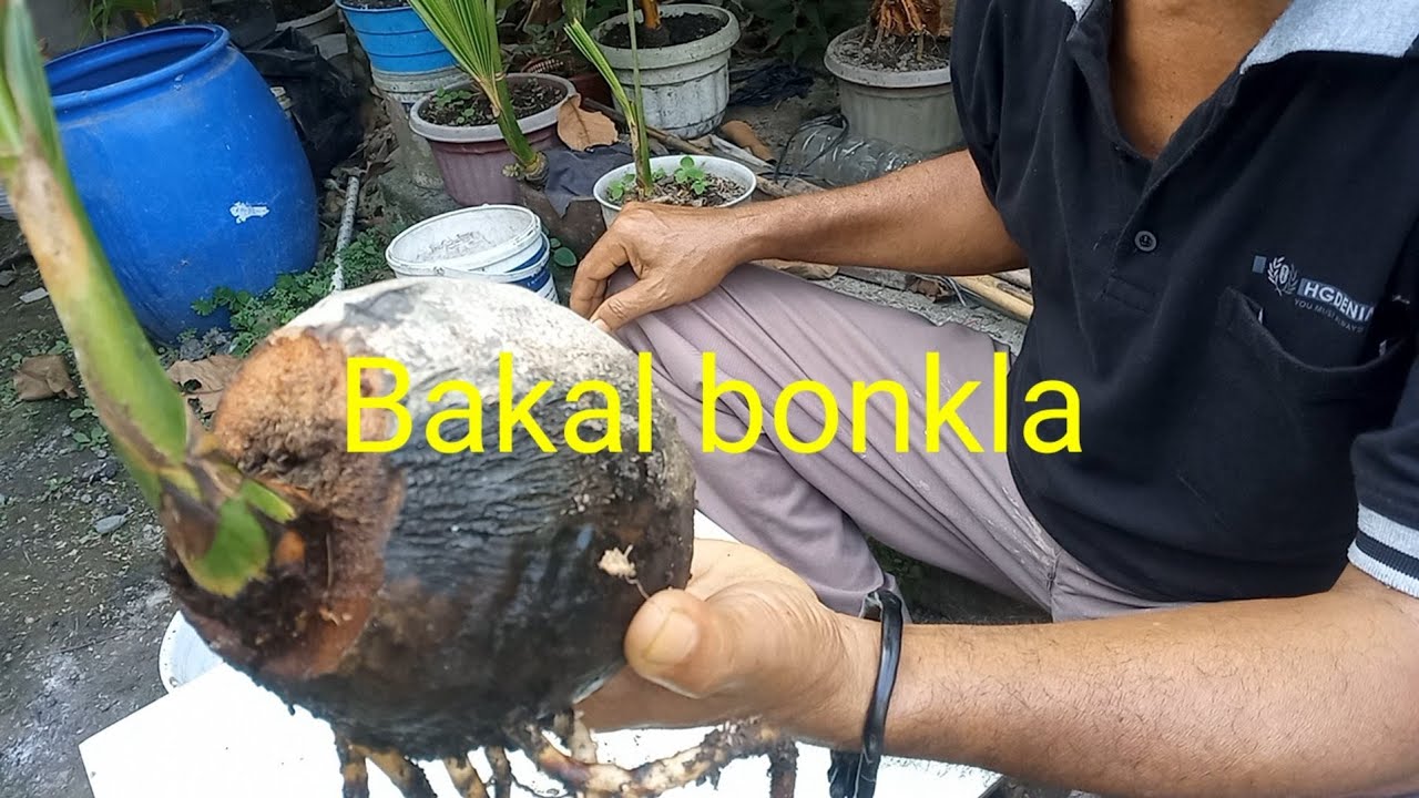 bakal bonkla#bonsaikelapa - YouTube