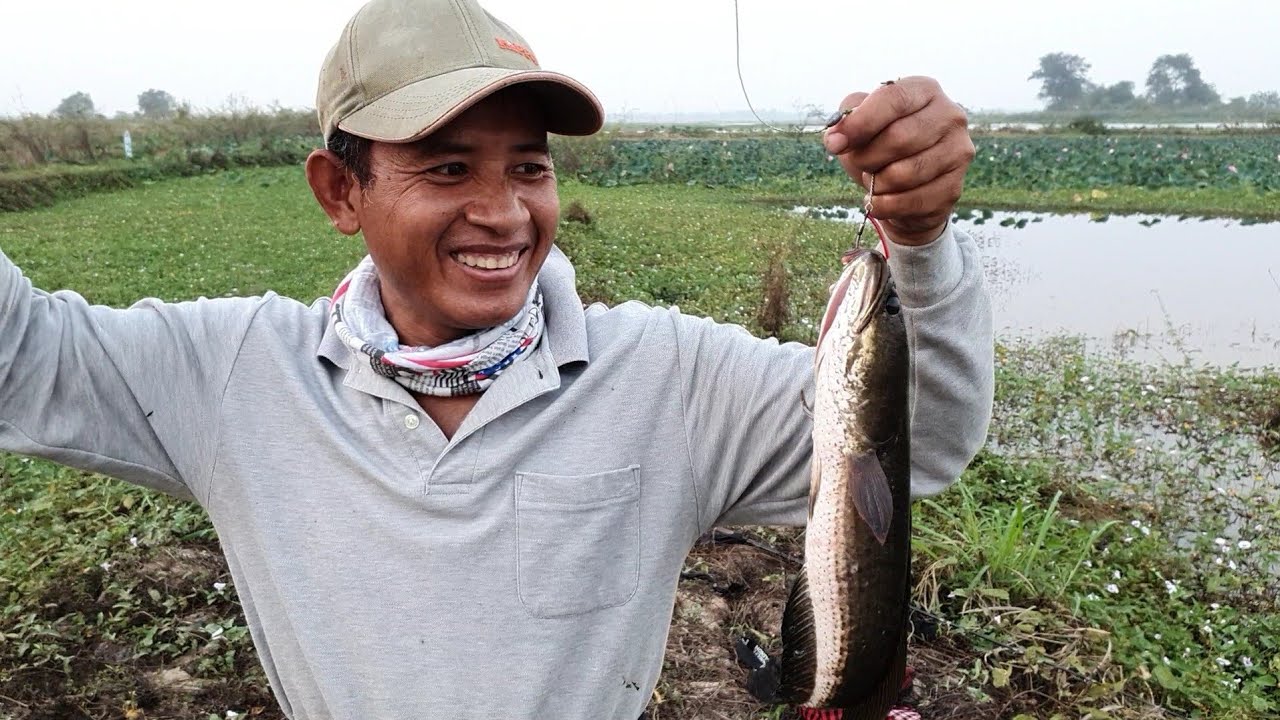 Snakehead fly fishing 🎣 Best hook fishing 🎣 បបក់ត្រីរ៉ស់ - YouTube