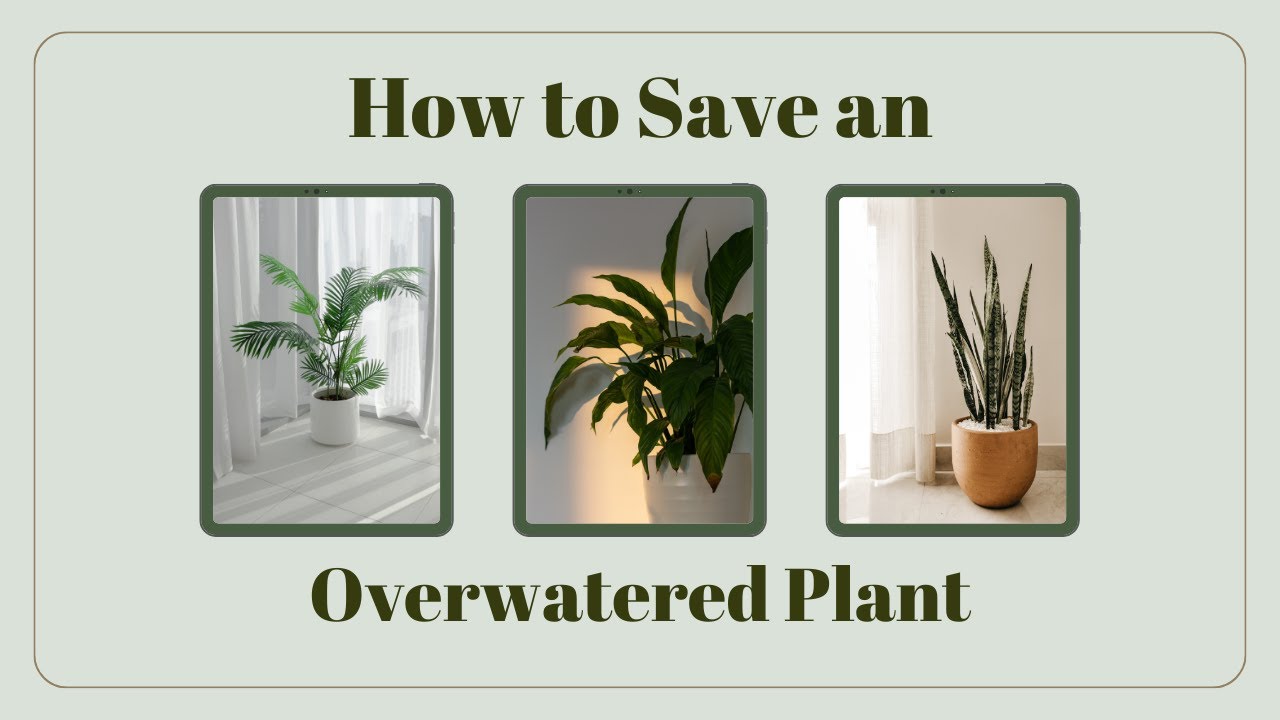 Plant Rescue 101: How to Save an Overwatered Plant and Nurse it Back to ...