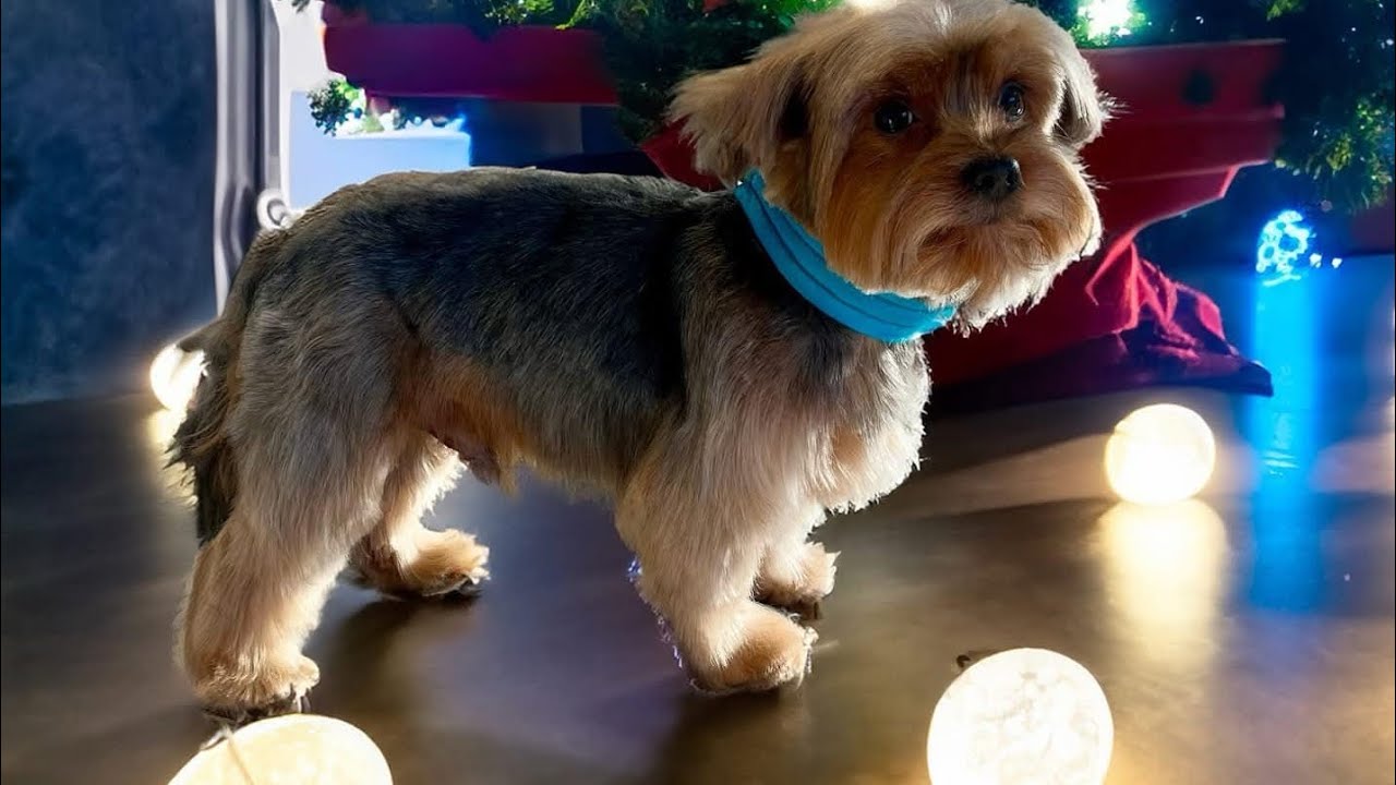 Benji show, episode 4 - YouTube