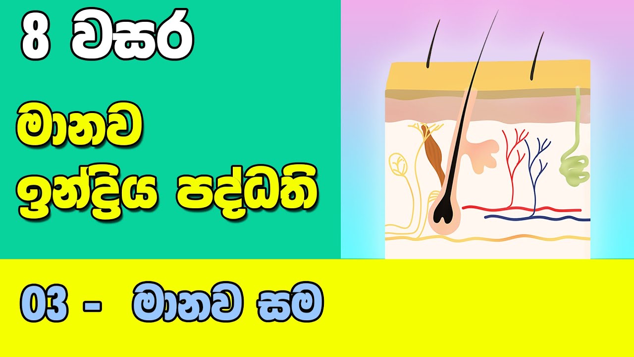 Grade 8 Science Unit 9 Part 3 | Skin | මානව සම - YouTube